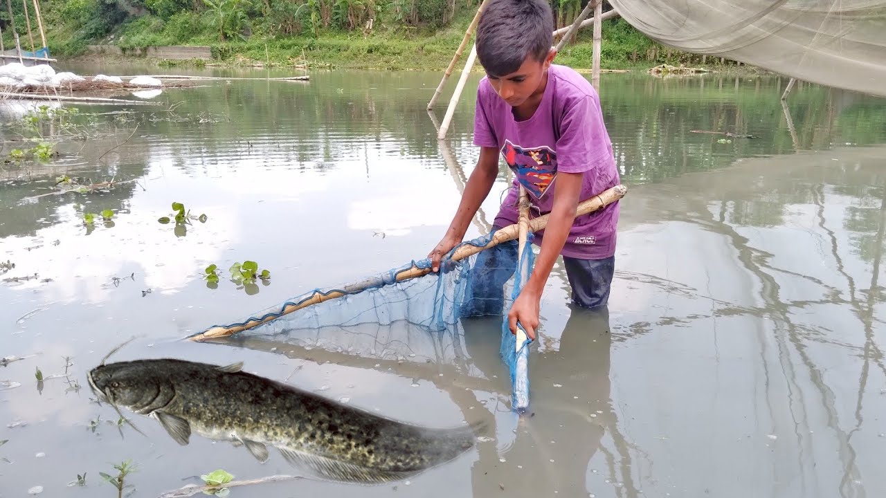 Really Amazing Push Net Fishing 🦈 Best Fish Catch By Net Awesome Net ...