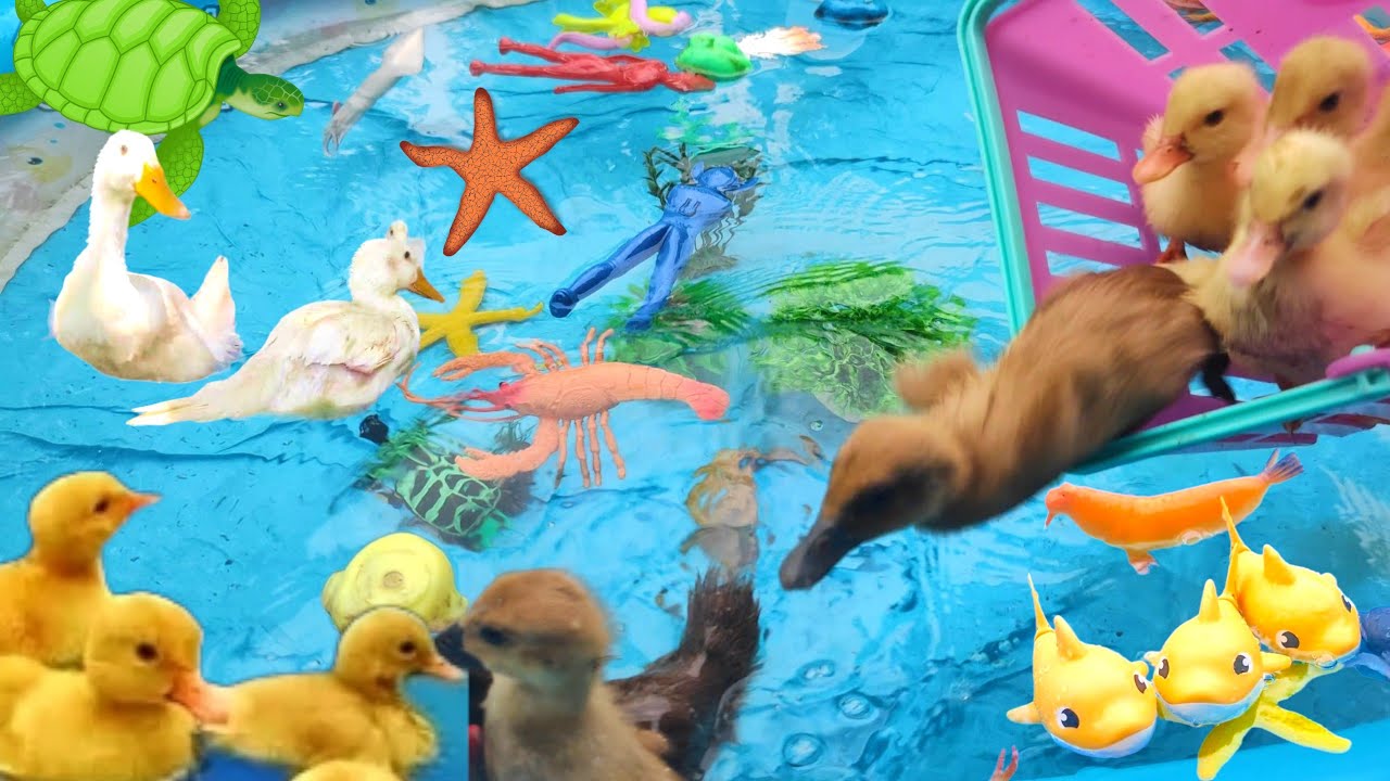Cute Ducks Jump and Swim in the pool full of fish, sharks, crabs ...