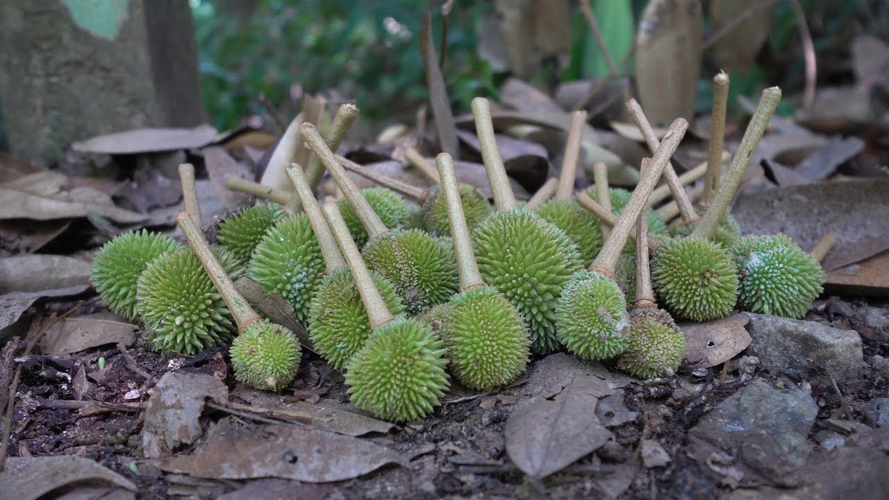 Singapore Durians - YouTube