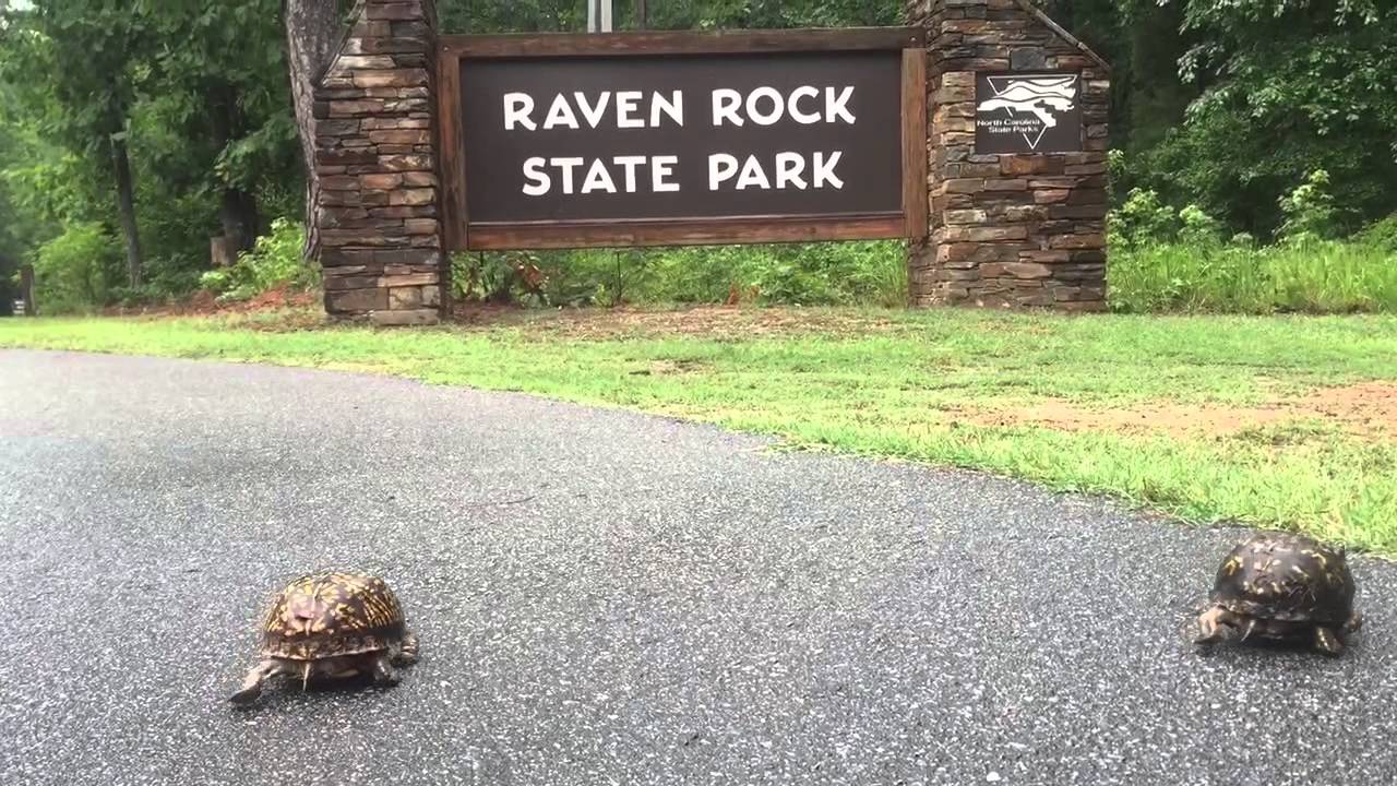 Box Turtle Race to Raven Rock State Park - YouTube