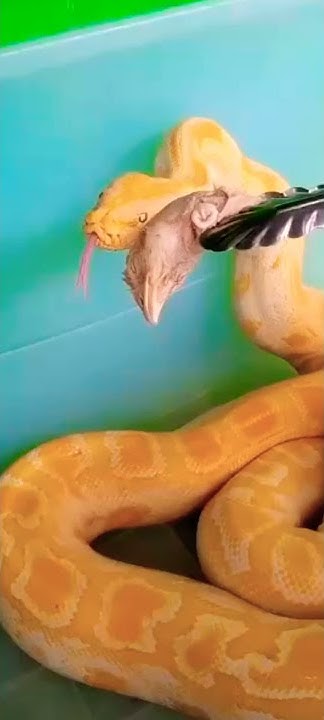 python eats chicken🐓🐓#shorts - YouTube