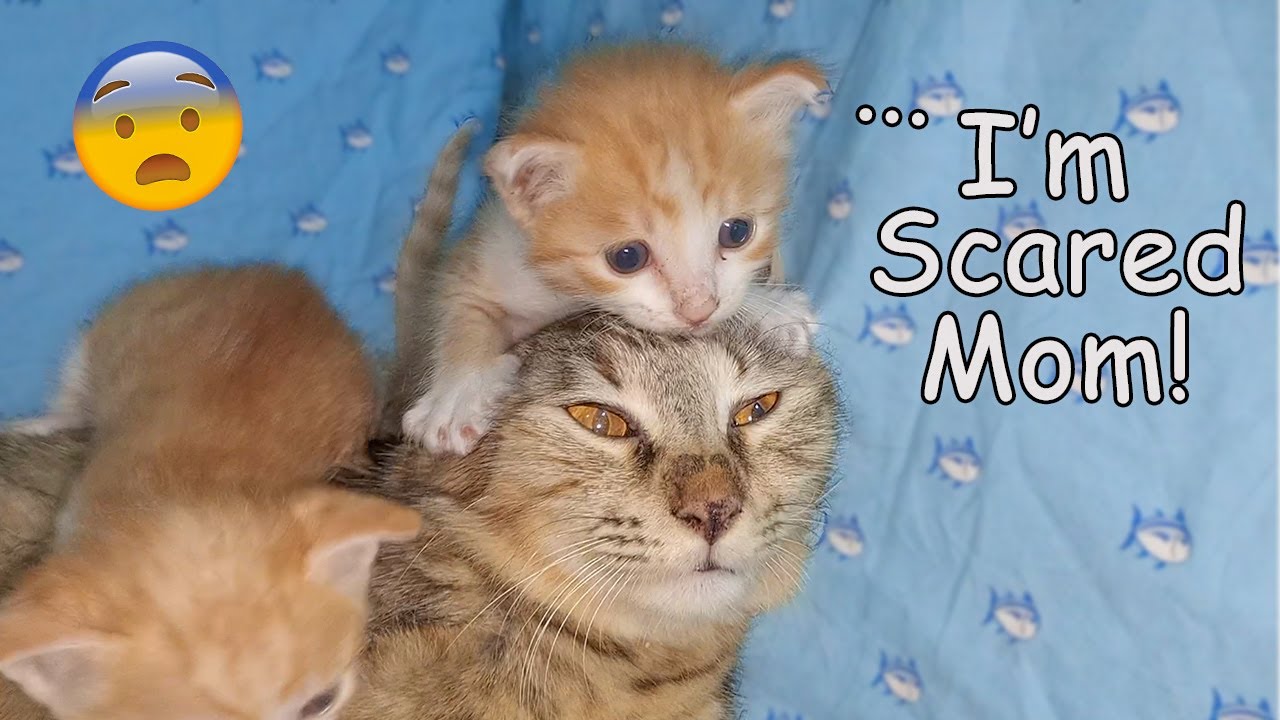 Scared Kitten Climbs on Nursing Mother Cat's Head to Escape Big Cats ...