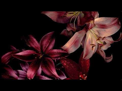 BDU açıq qapı günüü 🥹🌷 videolar həmin gün çəkilibbb 😝