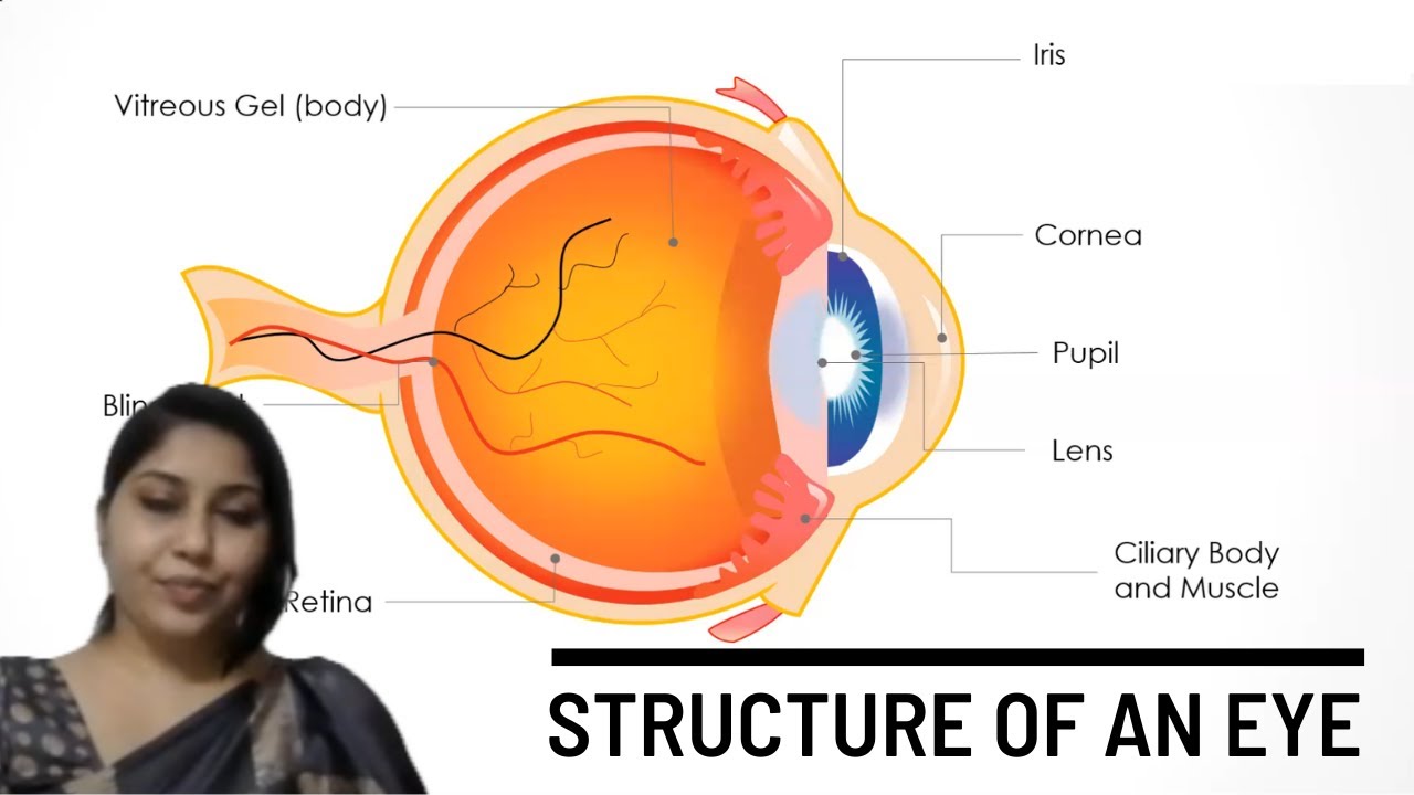 Structure OF Eye | Class 8 | Science | Career Smart Learner - YouTube
