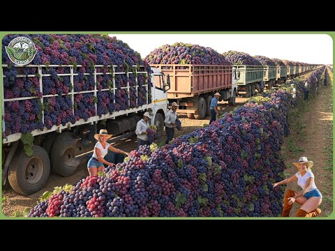 Massive 2025 Harvest Race - How Farmers Haul 2.8 Billion Tons of Fruits & Veggies Like Never Before