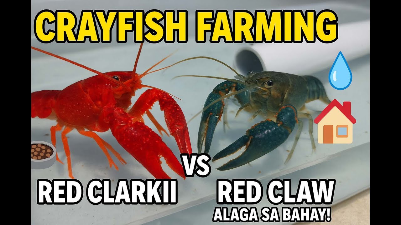 Paano Mag-Alaga ng Red Clarkii at Australian Red Claw Crayfish ...