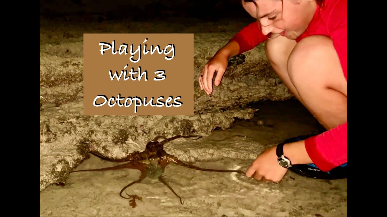 Octopus encounters with 3 octopuses and more sea creatures - YouTube
