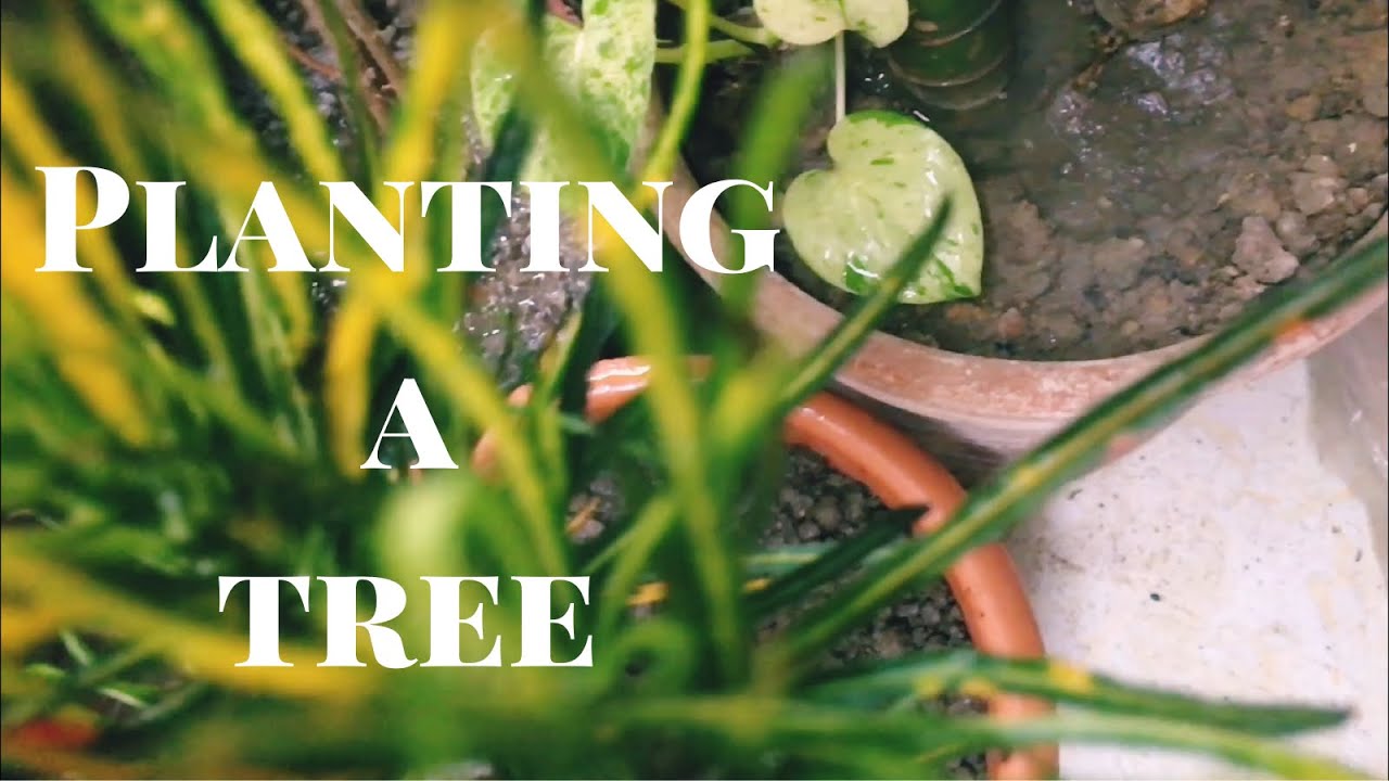 Planting a Tree During Quarantine | How to plant tree | Cinematic Video ...