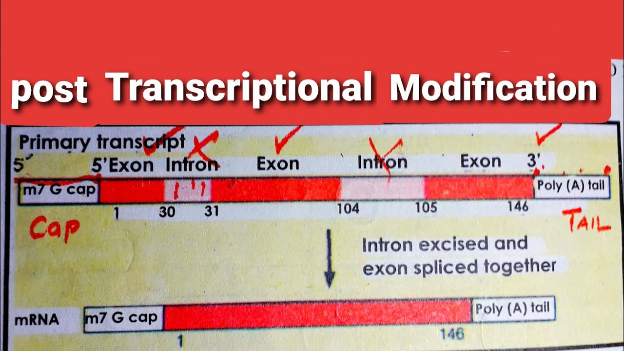 Post Transcriptional Modification|Addition of Cap and Tail|RNA Splicing ...