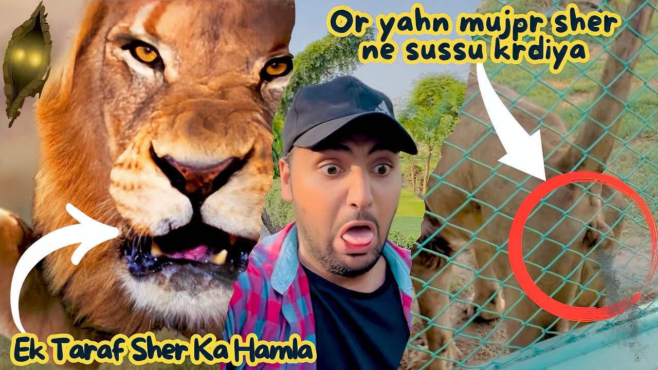 Lion Attack One Side And Second Step Lion Sussu Attack 😰😭😰 #mostviral - YouTube
