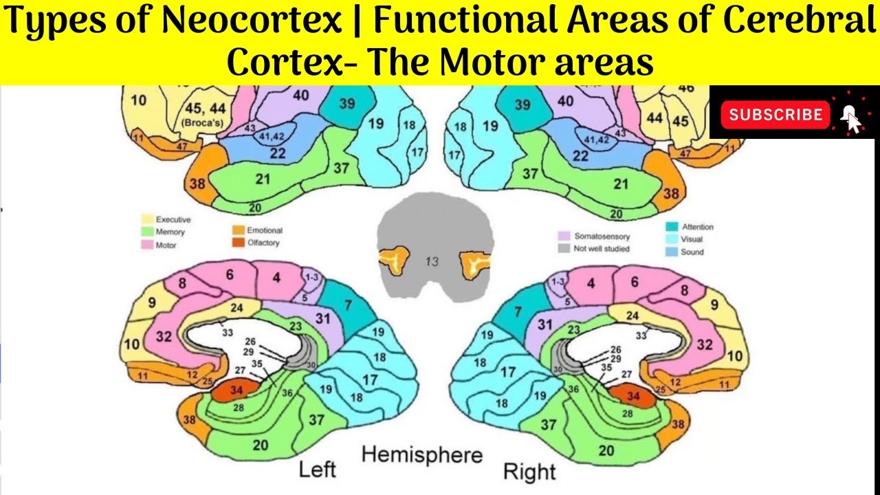 Types Of Neocortex Functional Areas Of Cerebral Cortex The Motor Areas