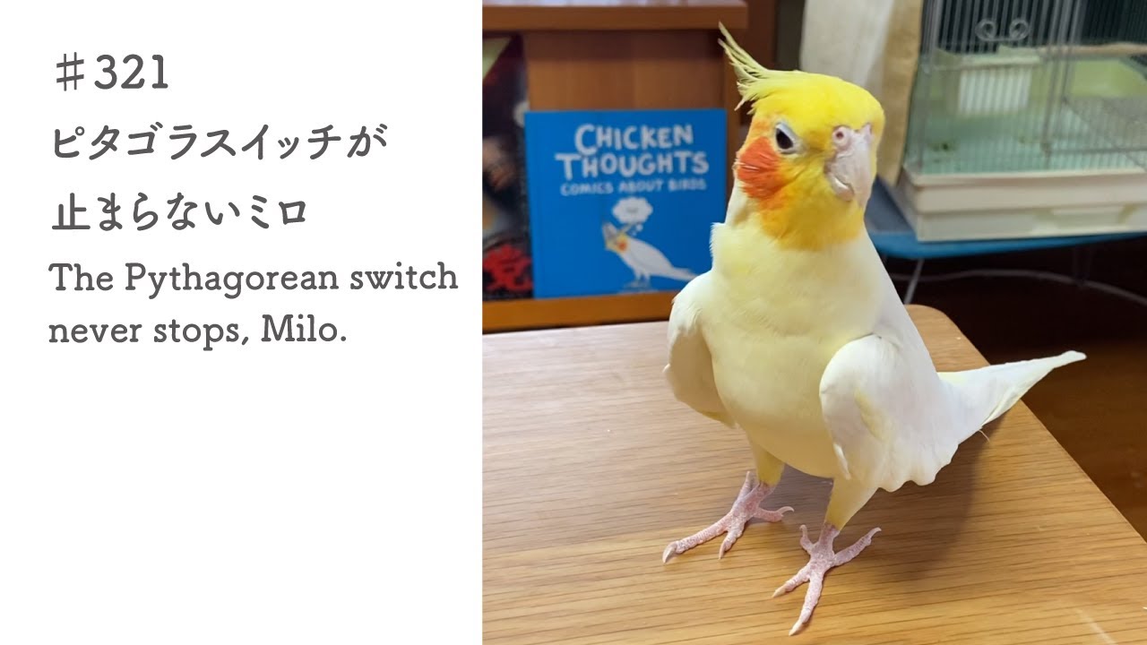♯321 ピタゴラスイッチが止まらないミロ｜The Pythagorean switch never stops, Milo. - YouTube