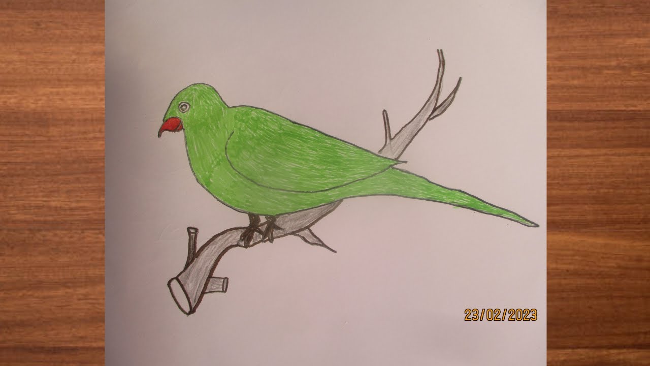 How to Draw Parrot Step by Step for Beginners ||Parrot Drawing for kids ...