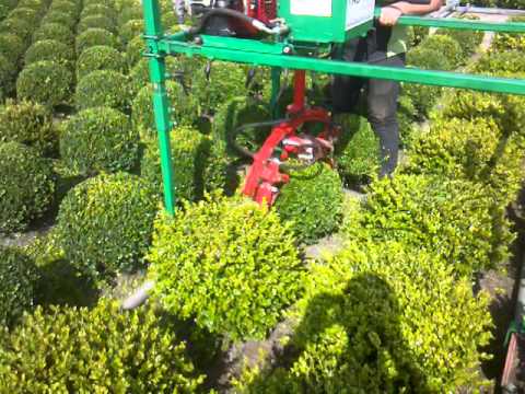 Buxusbollen machinaal snoeien - YouTube