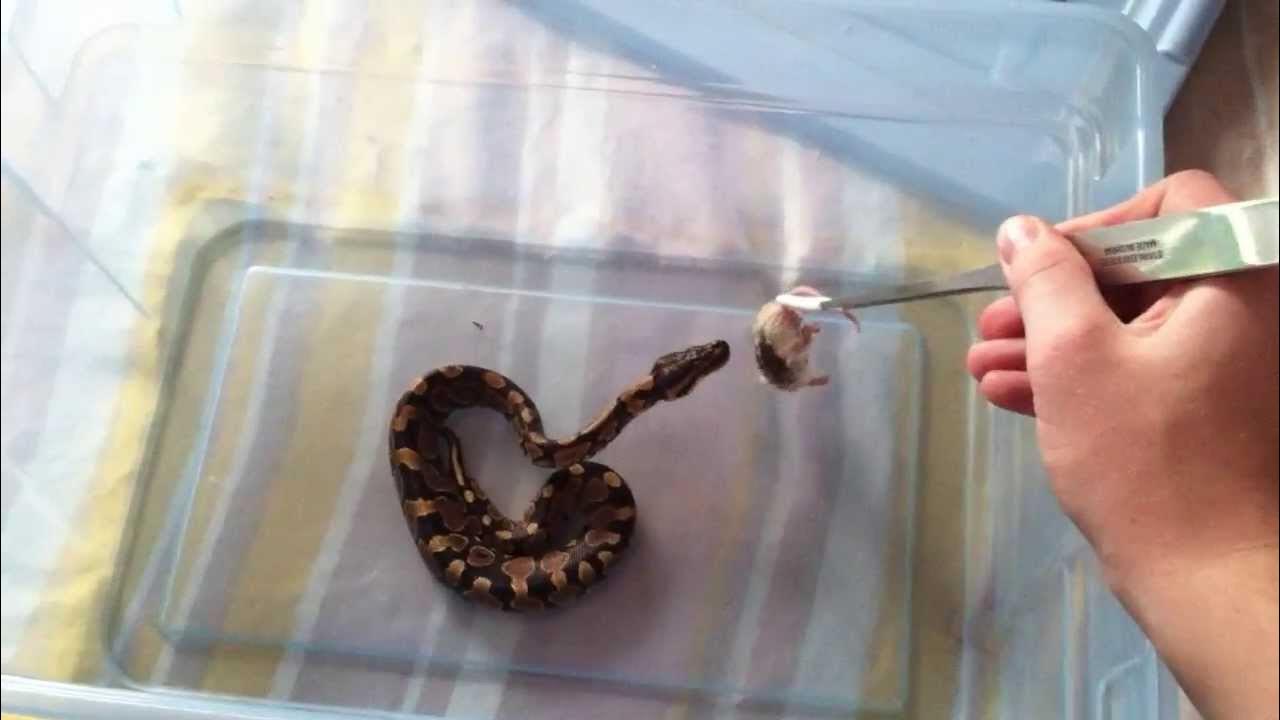 Ball Python Strike Fail - YouTube