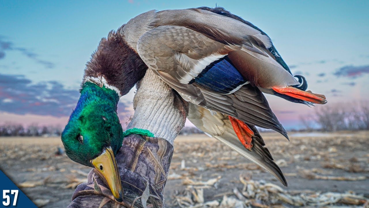 Afternoon Field Duck Hunt in a PIT BLIND | Duck Hunting 2024 - YouTube