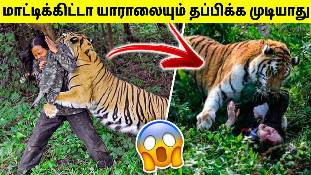 விலங்குகளிடம் சிக்கிய மனிதர்கள் #6| Animals Chasing Humans | Animal ...
