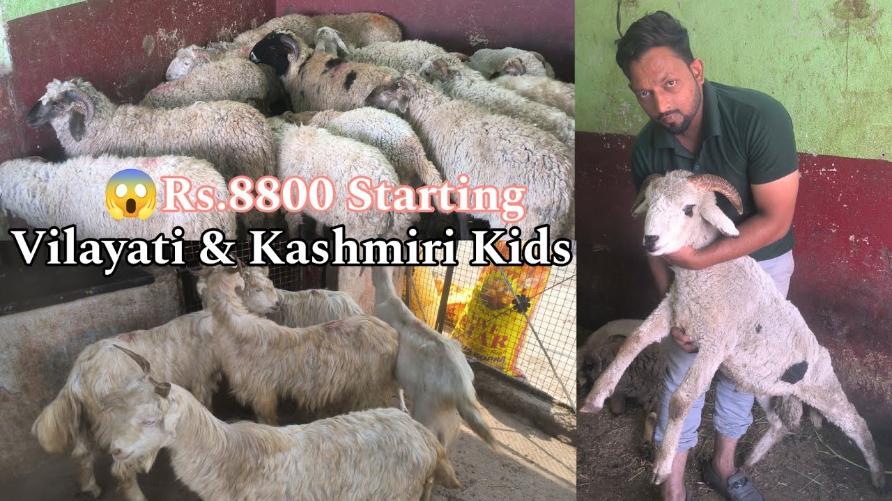 kashmiri Goats & Vilayati Sheep Available - YouTube