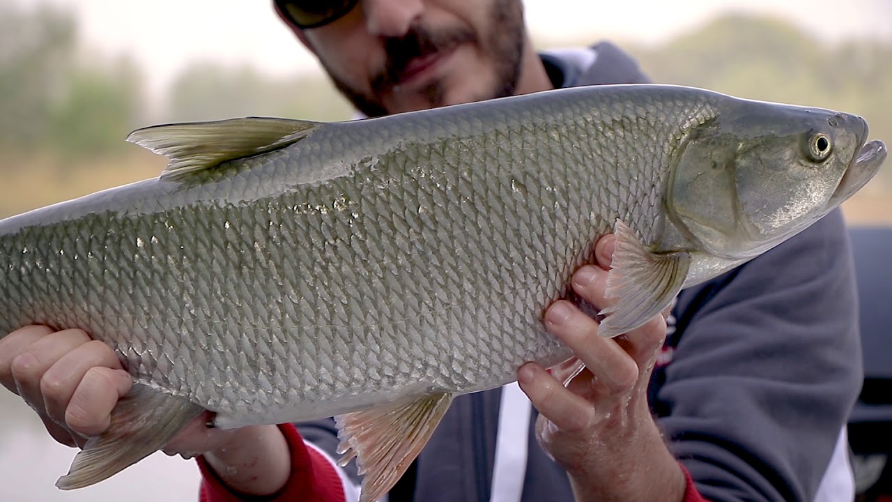 Fishing the Predators - Predator Hunter Series - YouTube