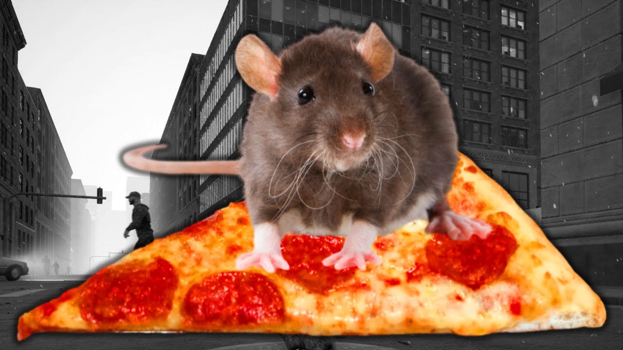 NEW YORK RAT SIMULATOR - YouTube