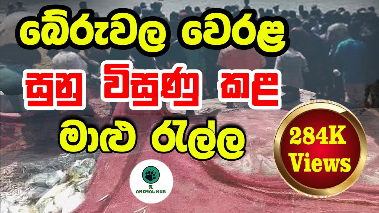 බේරුවල වෙරළේ මාළු රැල්ල | BERUWALA | BERUWAL FISH MARKET | FISH | FISH ...