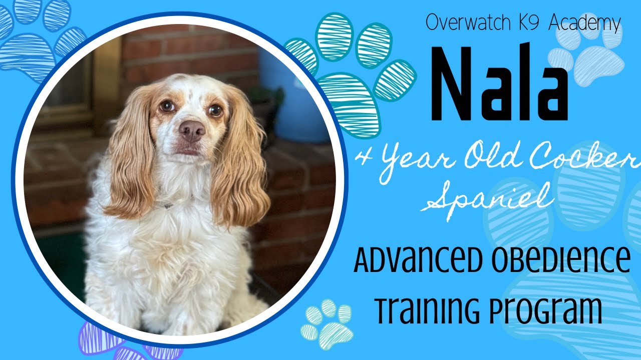 Nala | 4 Year Old Cocker Spaniel | Advanced Obedience Training Program | Siblings Training - YouTube