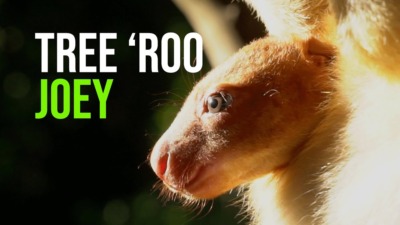 ’Roo Reveal: It's a Girl! - YouTube