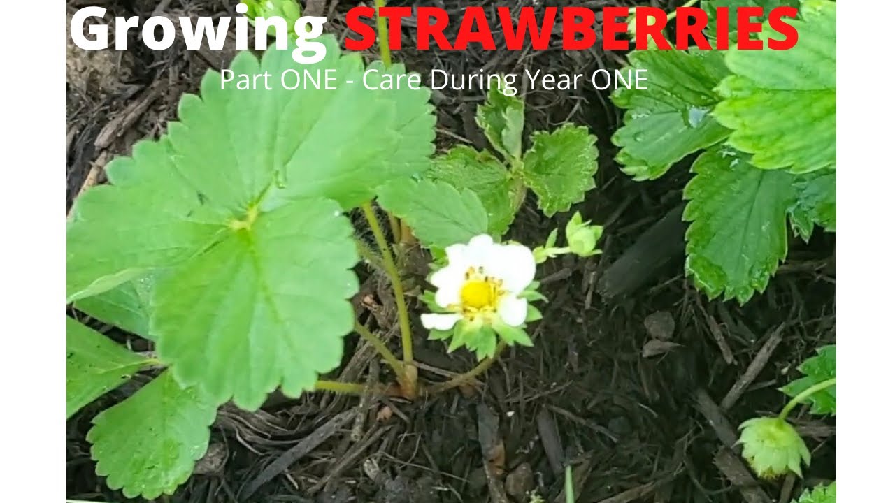 Strawberries: Part ONE - Planting and Care - Year ONE - YouTube