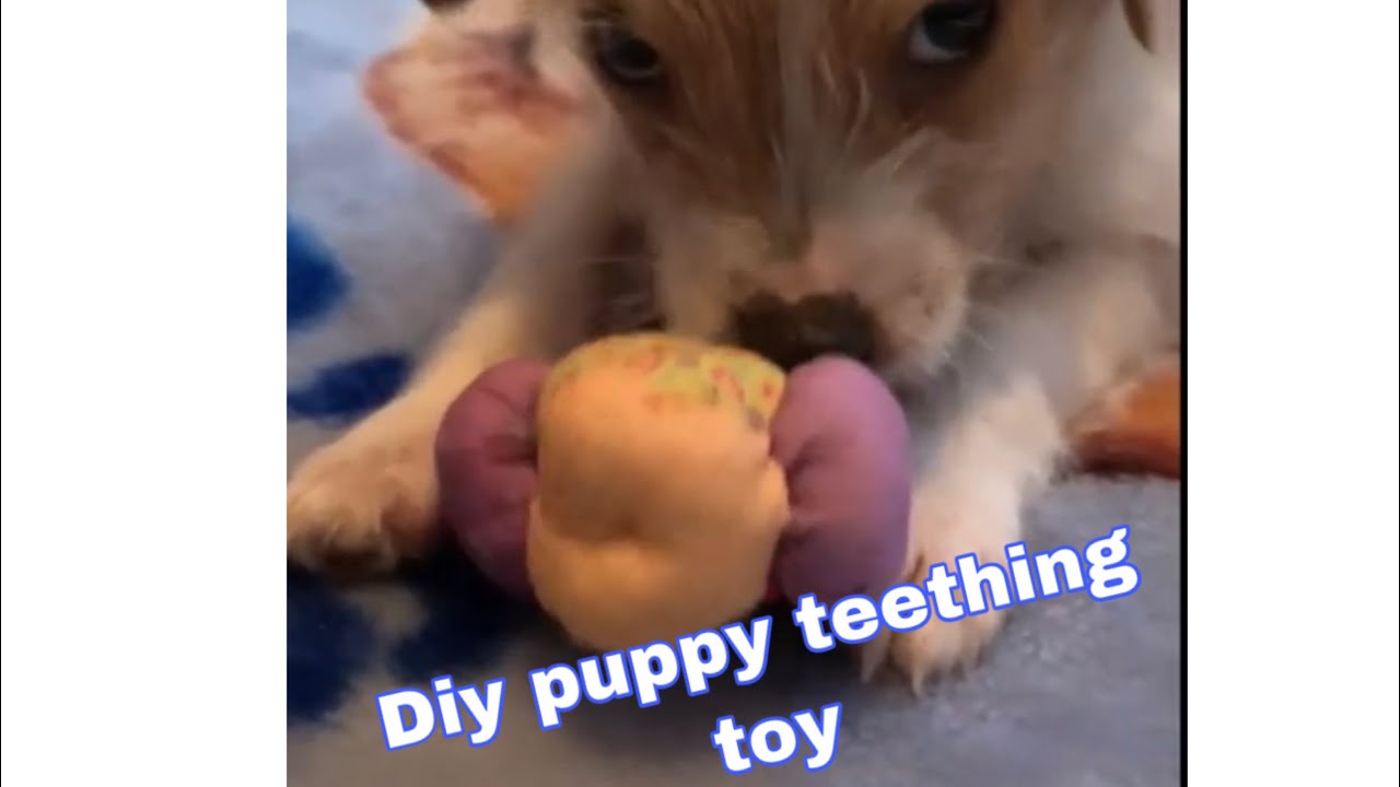 Diy puppy teething toy - YouTube