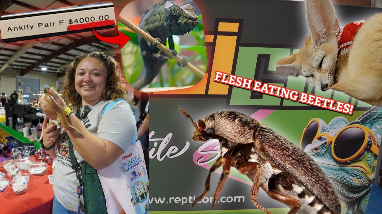 $4,000 Chameleons, Fennec Foxes & FLESH-EATING Beetles?! Repticon Gets ...