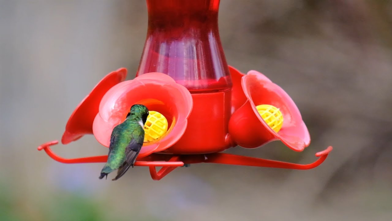 Hummingbird - YouTube