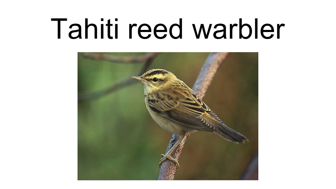 Tahiti Reed Warbler - YouTube