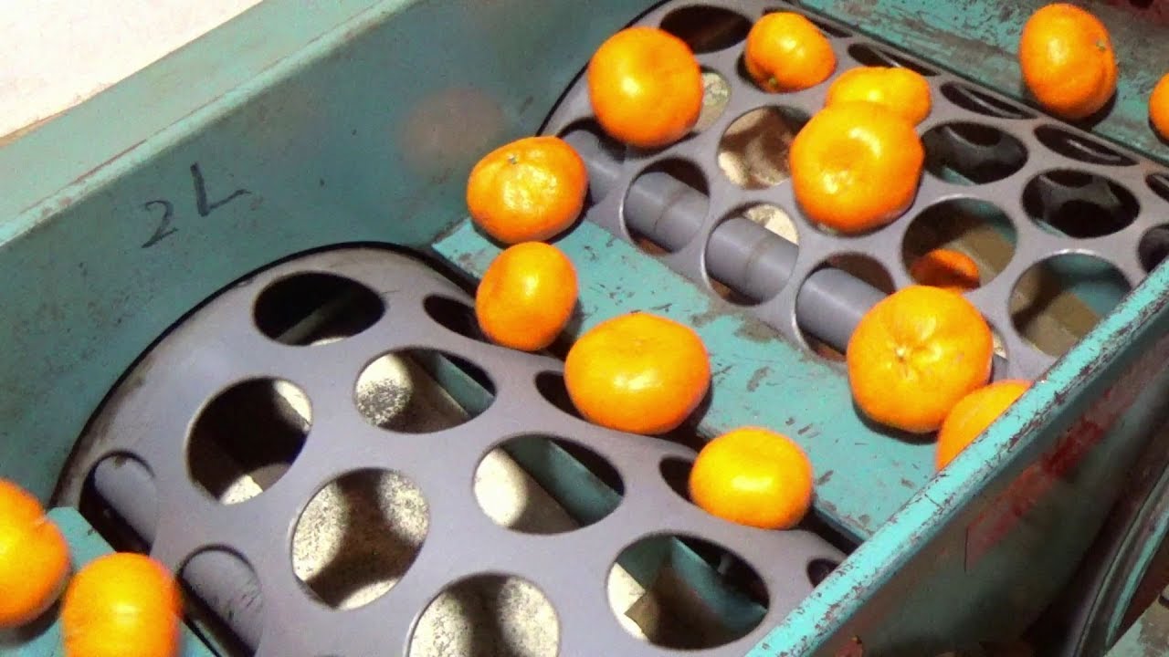 Japan Orange Sorting Machine | みかんの選果機 - YouTube