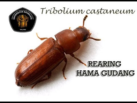 Pengamatan hasil rearing Tribolium castaneum jurusan Hama Penyakit ...