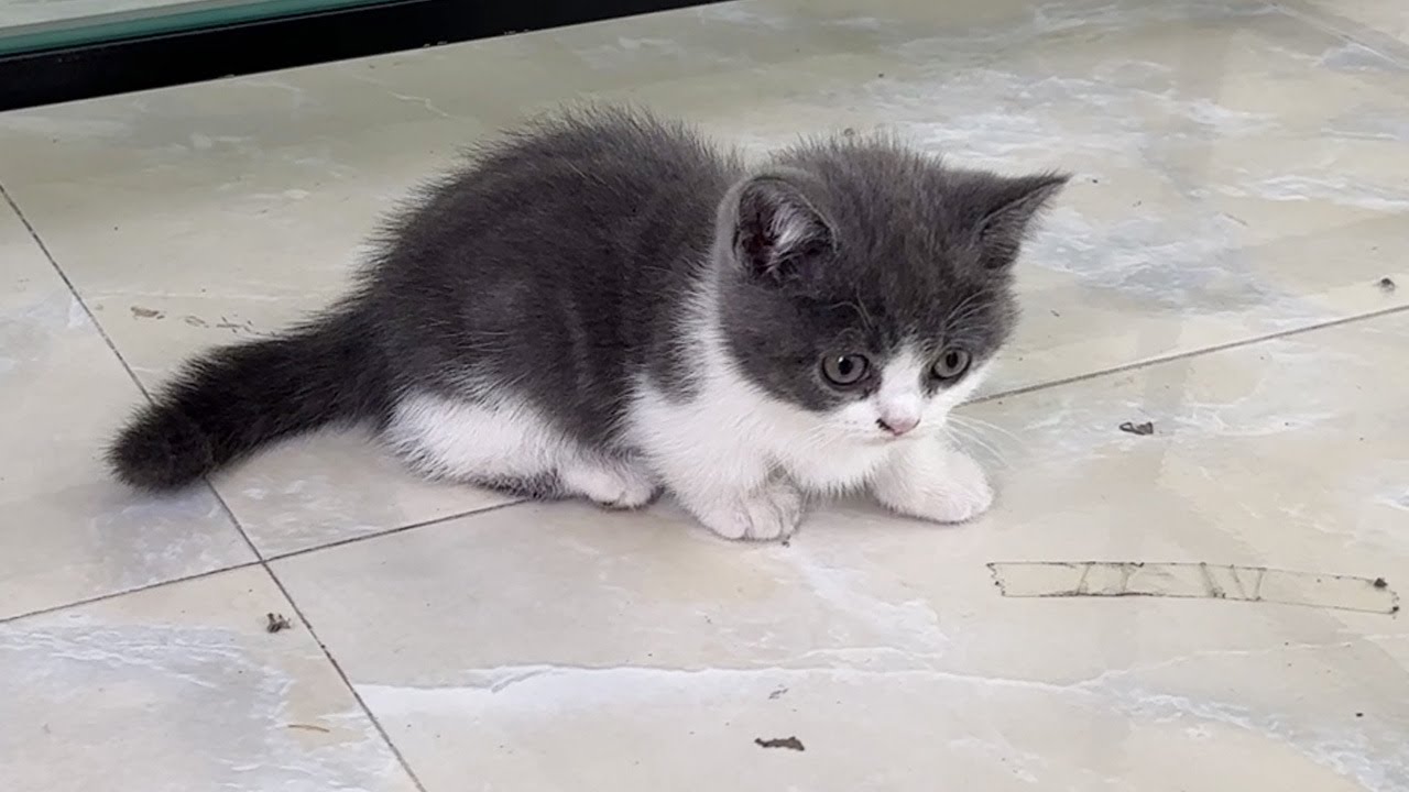 The most dangerous kitten in the world - YouTube