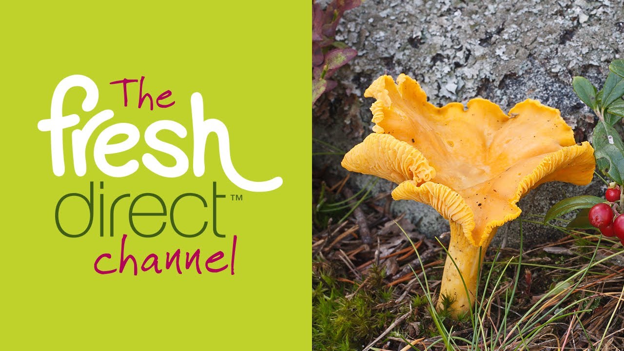 Scottish Wild Girolles from Fresh Direct - YouTube