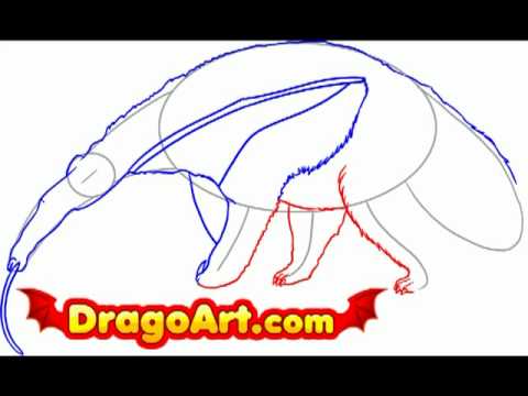 How to draw an anteater, step by step - YouTube