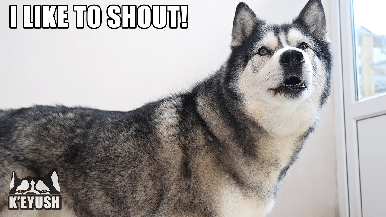 Husky Has BIG BEEF With The Gardener! - YouTube