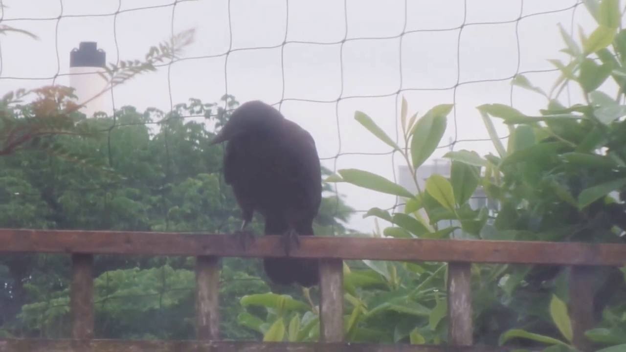The Baby Rook Cawing for Breakfast - YouTube
