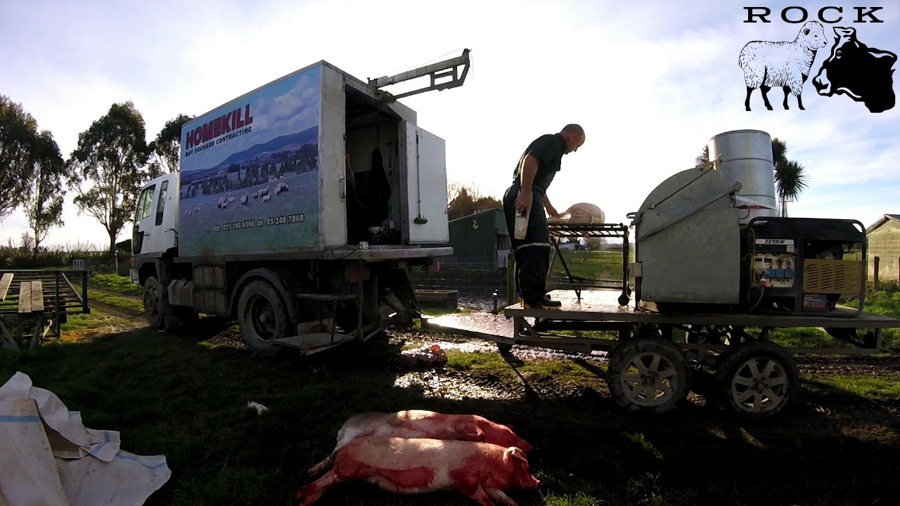 New Zealand homekill pig scalding - YouTube