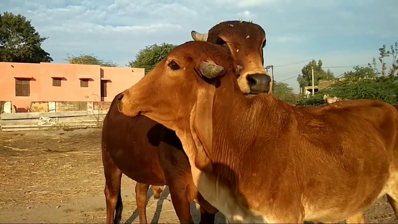 wonderful Bull geer fast time Milan - YouTube