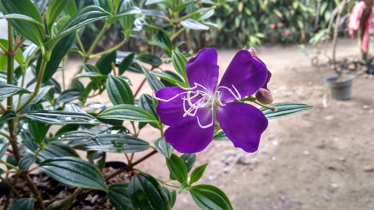 Tibouchina Flower Plant Care | Best Flower Site