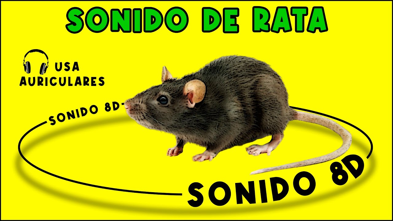 SONIDO DE RATA – SONIDO DE ANIMALES – efecto de sonido - YouTube