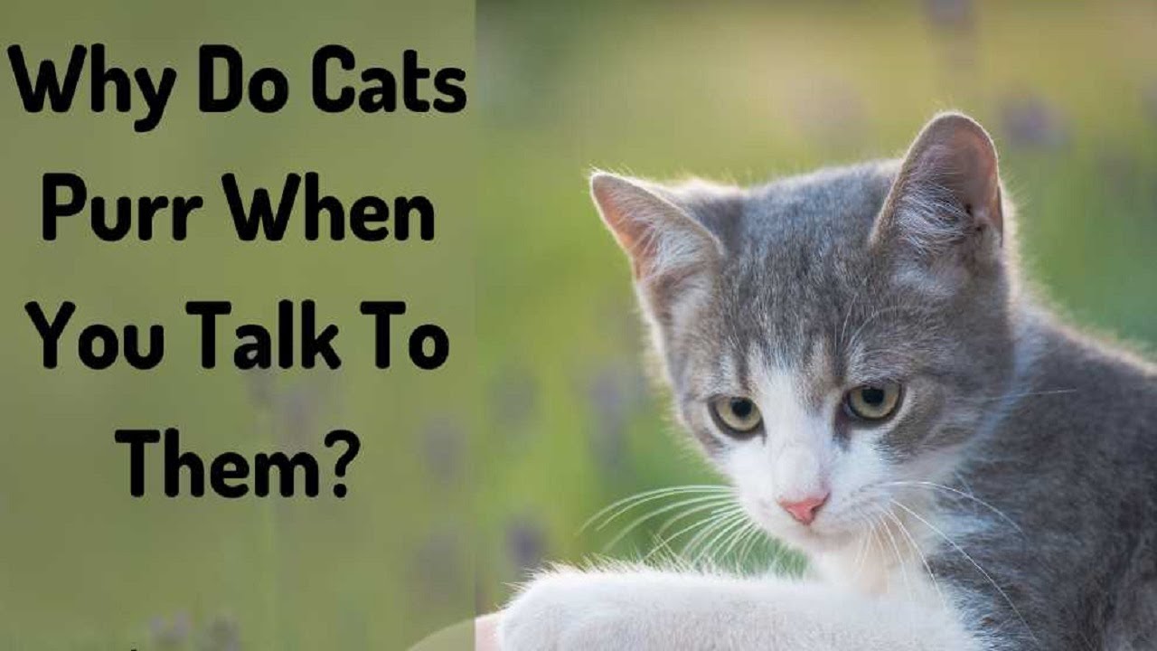 Why Do Cats Purr When You Talk To Them? | Unlocking The Mystery | Why ...