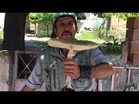 Albay yöremizde yetişen Halk dilinde dev DEDEKULAH mantarını tanıtırken..