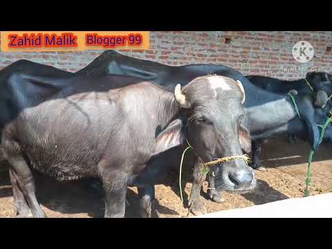 beautiful nili Ravi || nili ravi buffalo pakistan 2021 || bhains nili ...