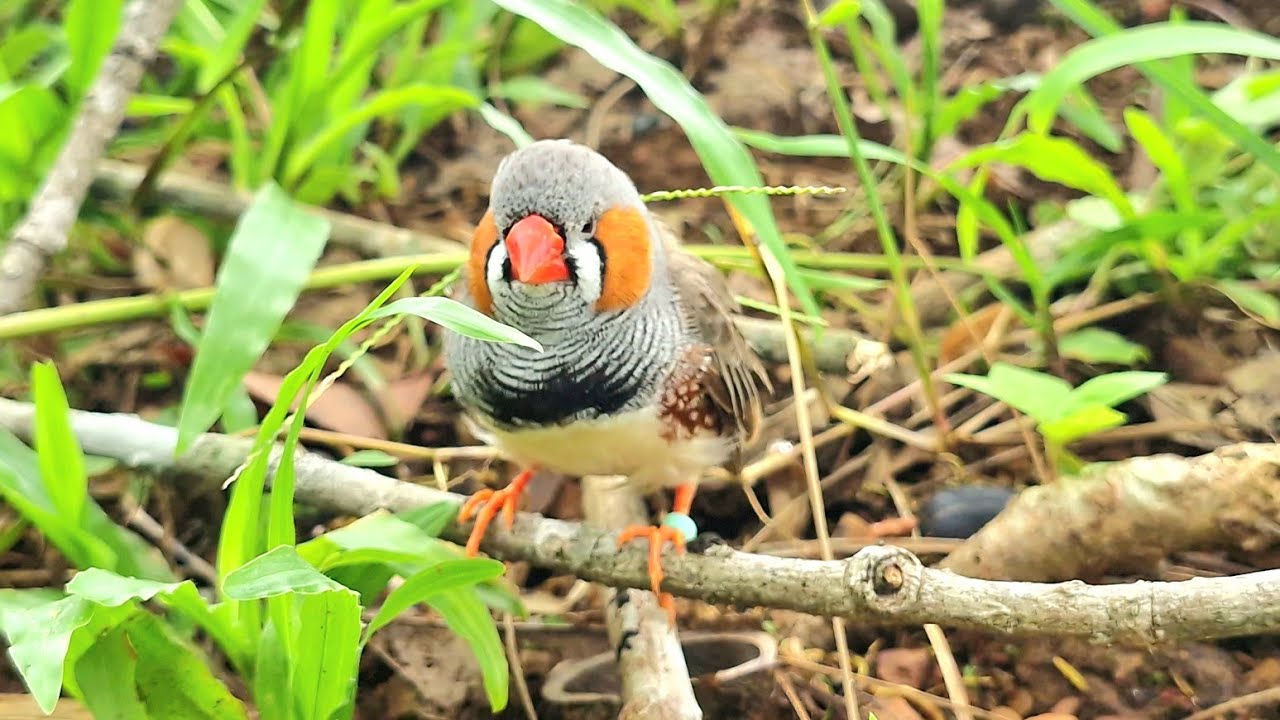 I found a little bird crying in the forest : zebra finches sounds ...