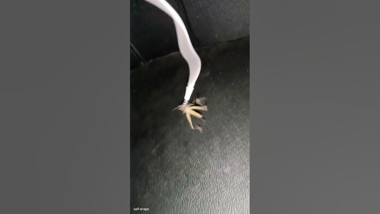 Grasshopper Youtube