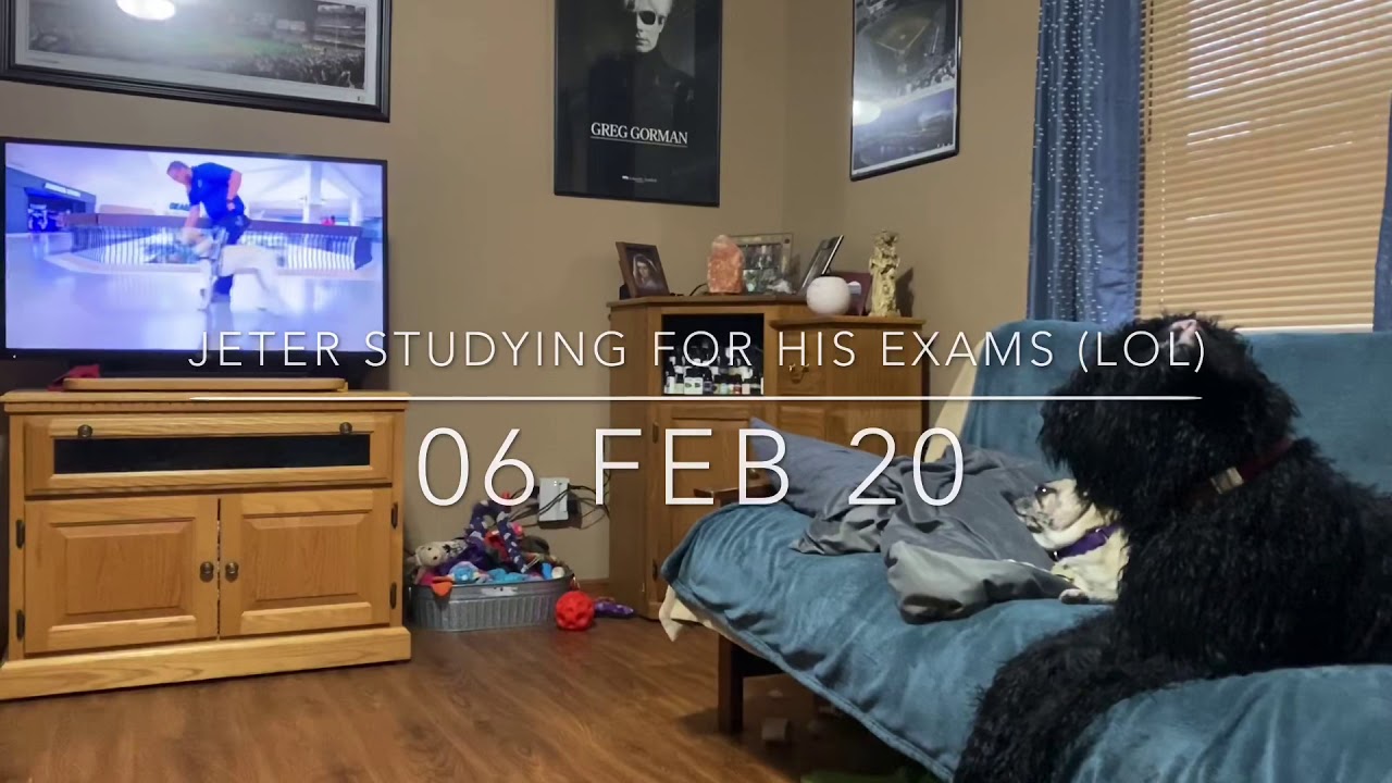 20200206 Jeter discovers dogs on television - YouTube