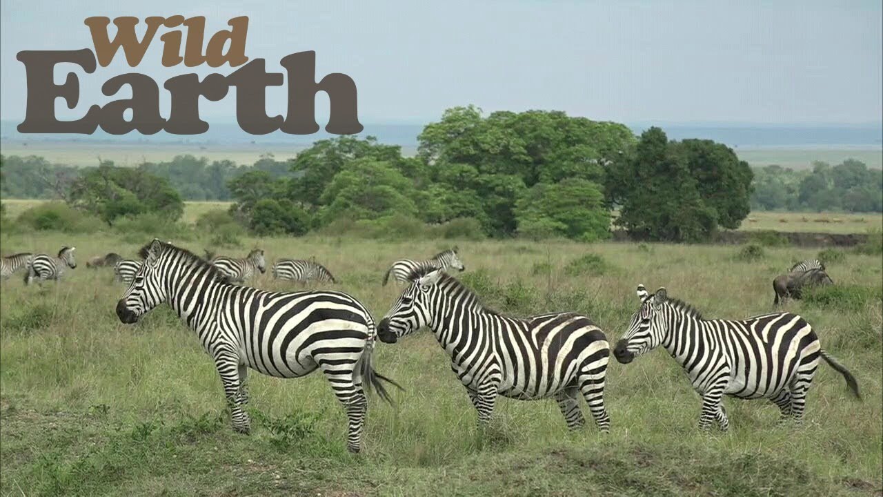 WildEarth - Sunset - 18 October 2020 - YouTube